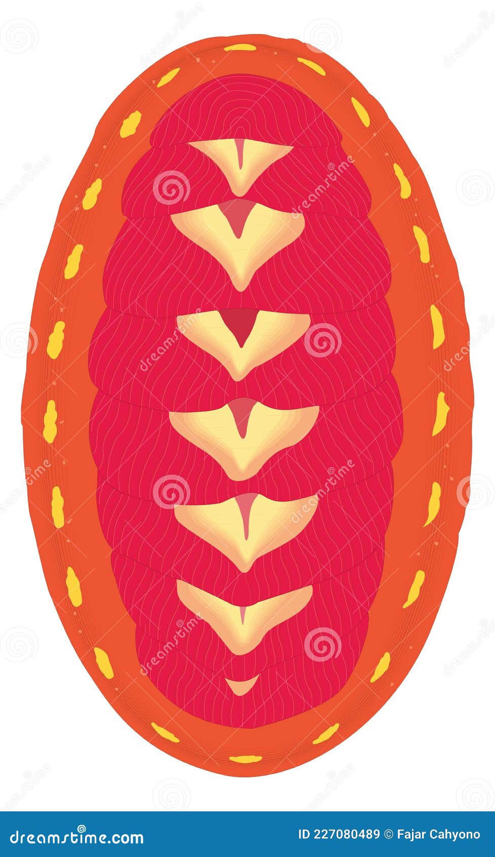Chiton Shell Vector Illustration Transparent Background Stock Vector ...