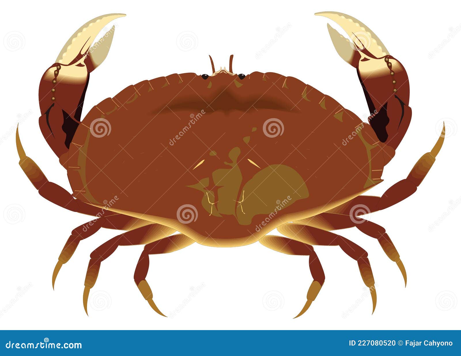 Dungeness Crab Vector Illustration Transparent Background ...