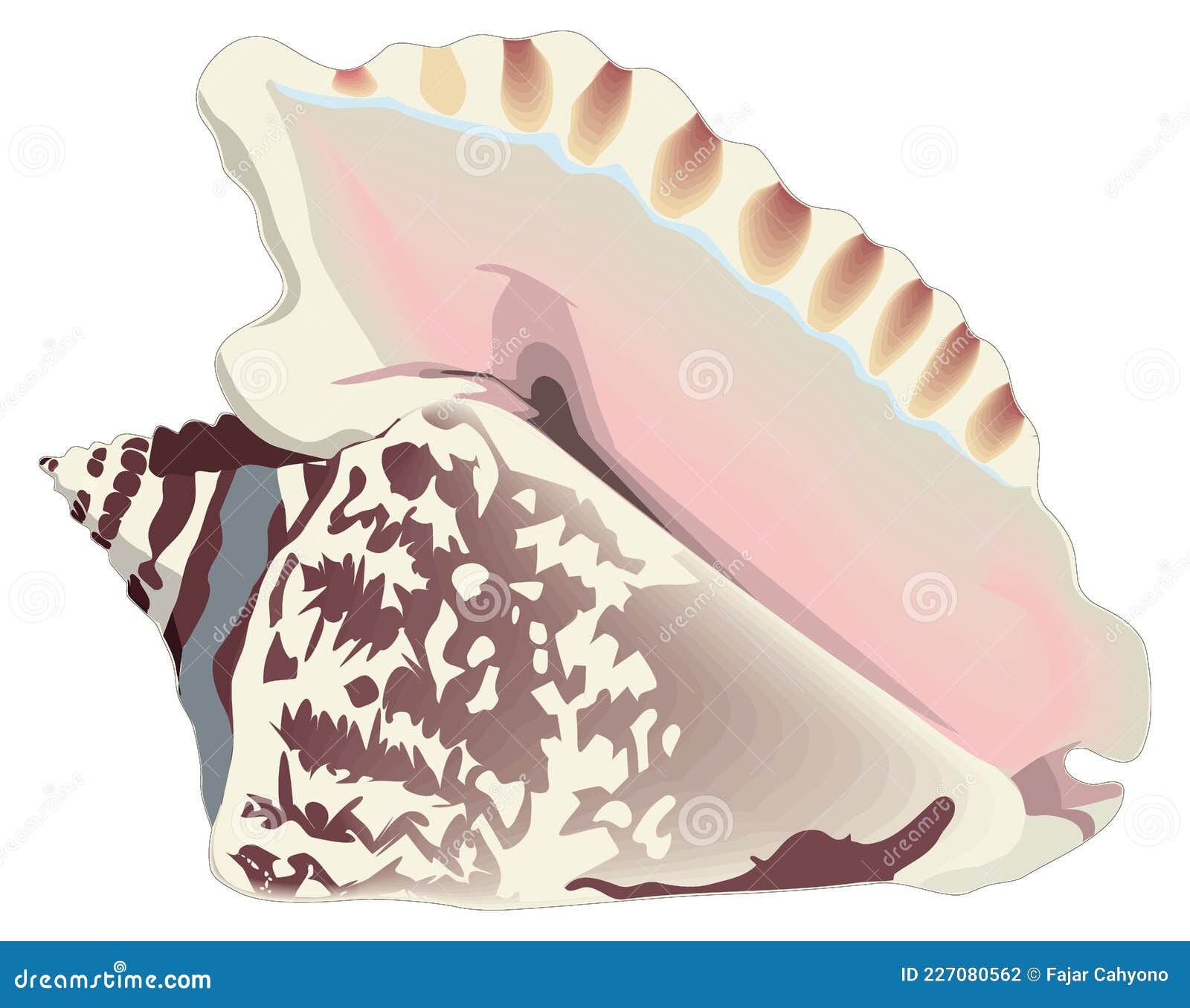 Hawk Wing Conch Shell Vector Illustration Transparent Background ...