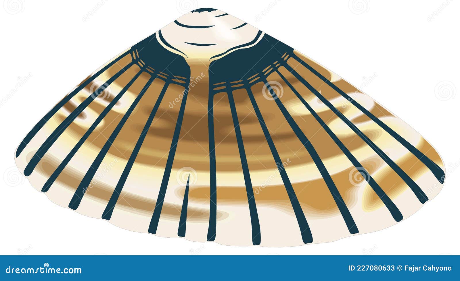 Limpet Shell Vector Illustration Transparent Background Stock Vector ...