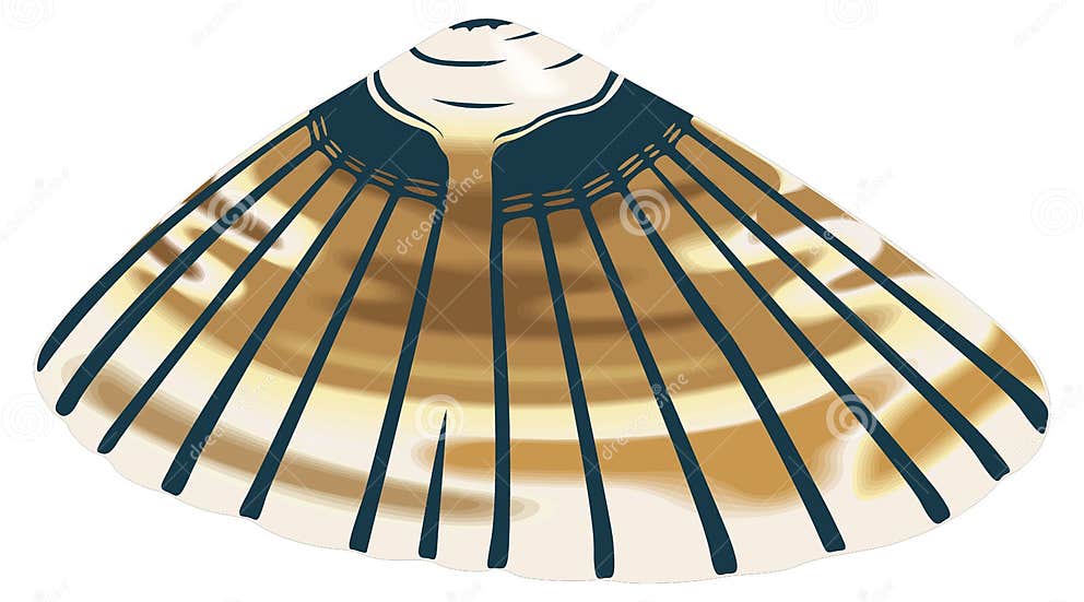 Limpet Shell Vector Illustration Transparent Background Stock Vector ...