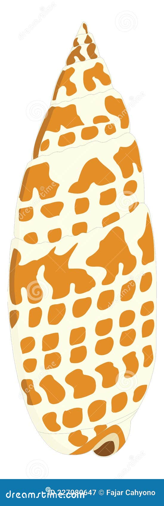 Miter Shell Vector Illustration Transparent Background Stock Vector ...