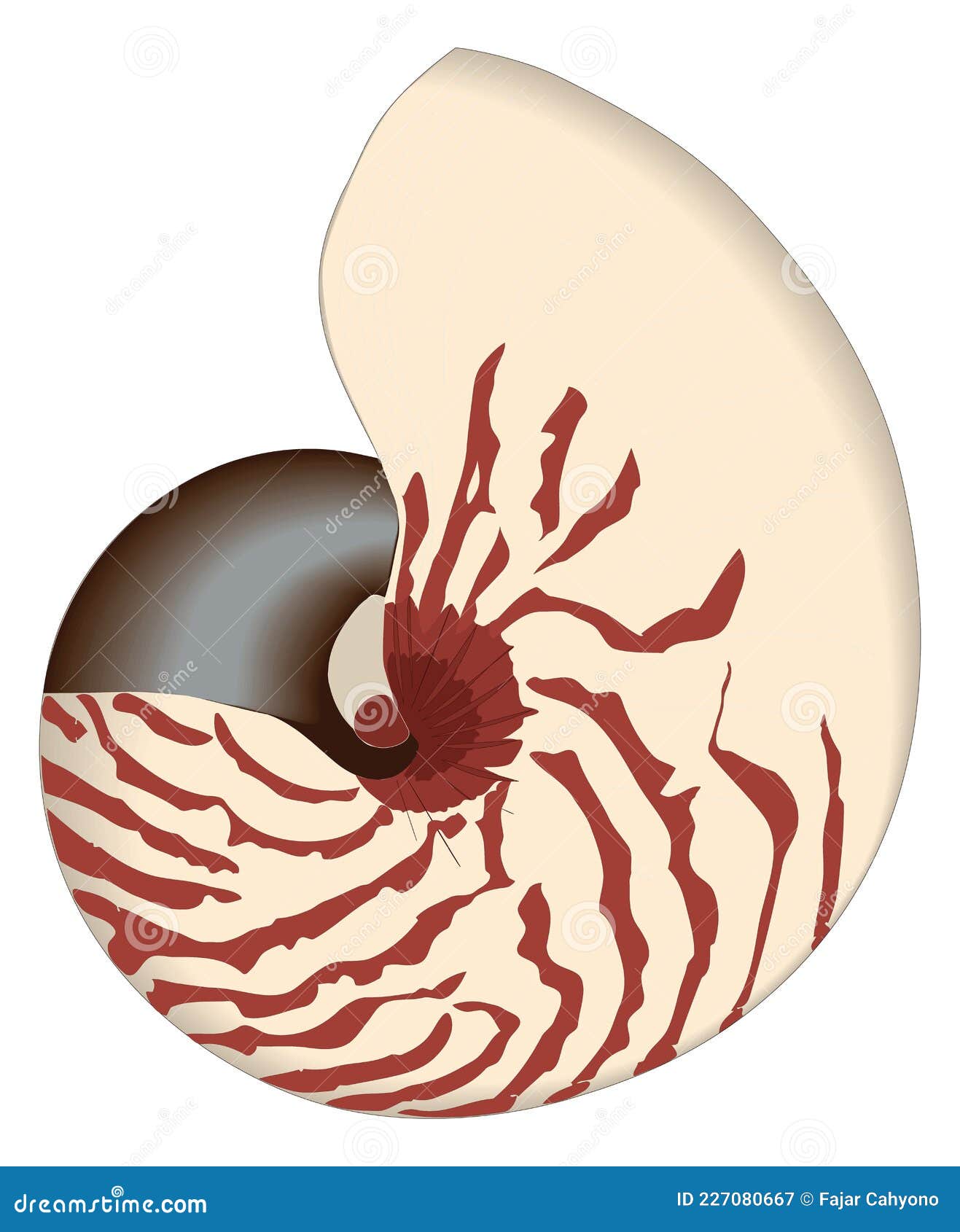 Nautilus Shell Vector Illustration Transparent Background Stock Vector ...
