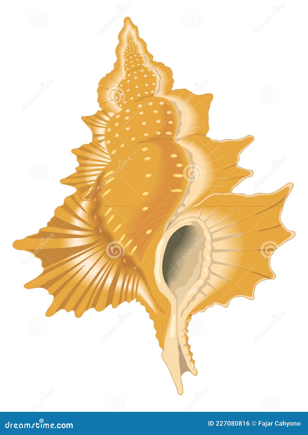 Triton Shell Vector Illustration Transparent Background | CartoonDealer ...