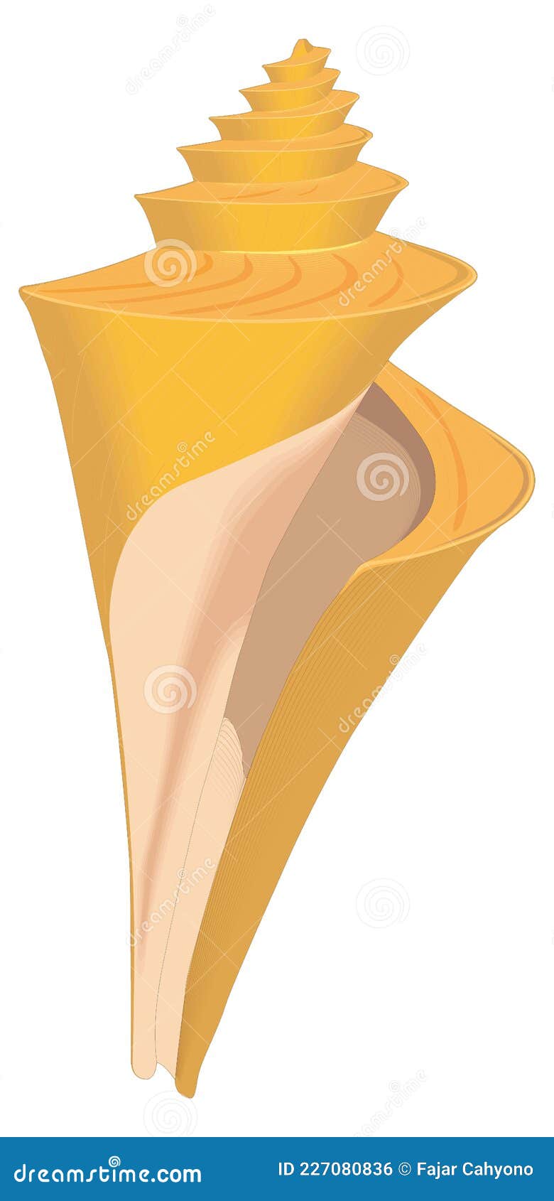 Turrid Snail Shell Vector Illustration Transparent Background Stock ...