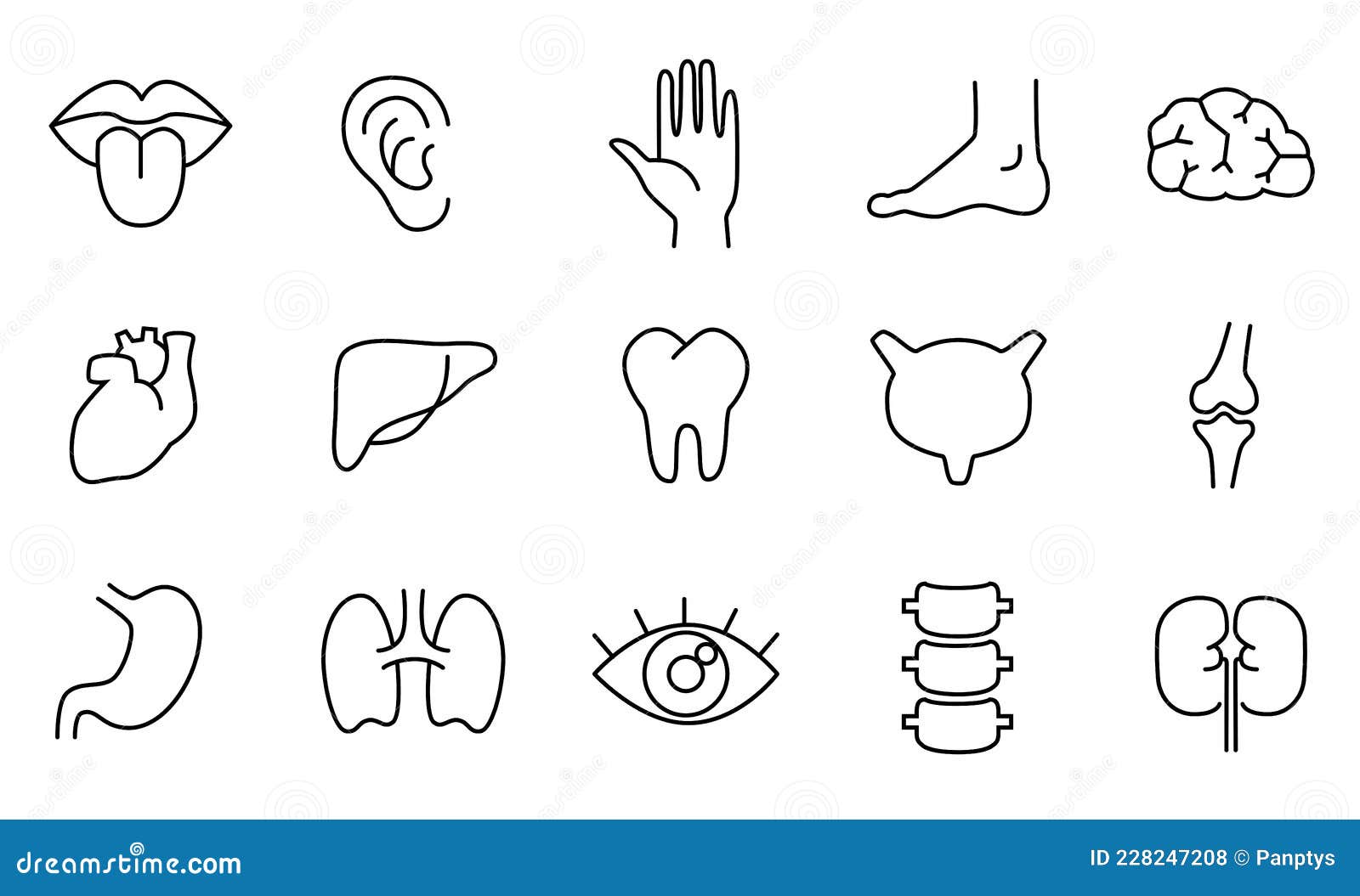 Human Body Parts, Organs - Vector Linear Icon Set. Stock Vector ...