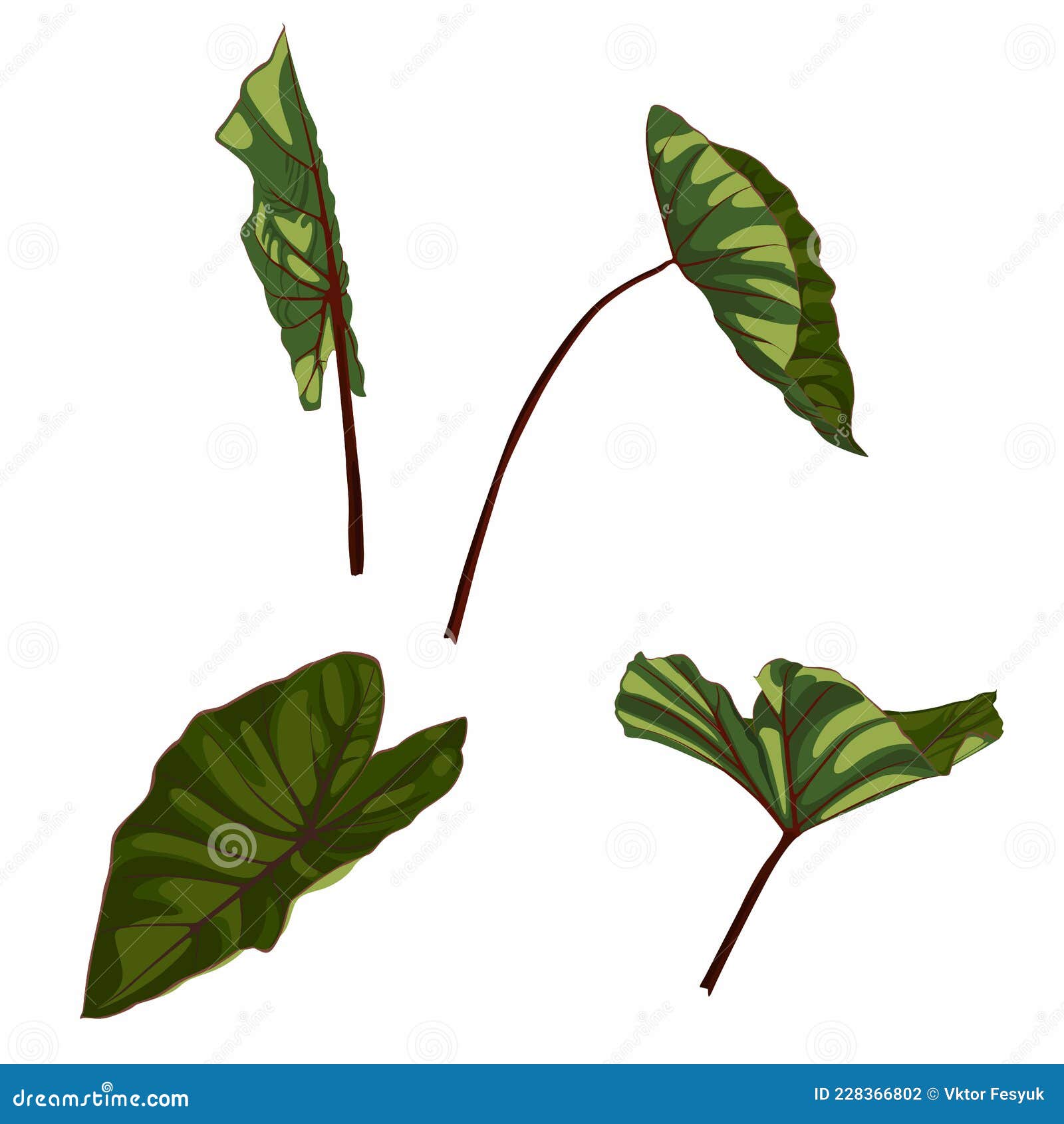 Alocasia Isolated On White Background. Continuous One Line Drawing ...