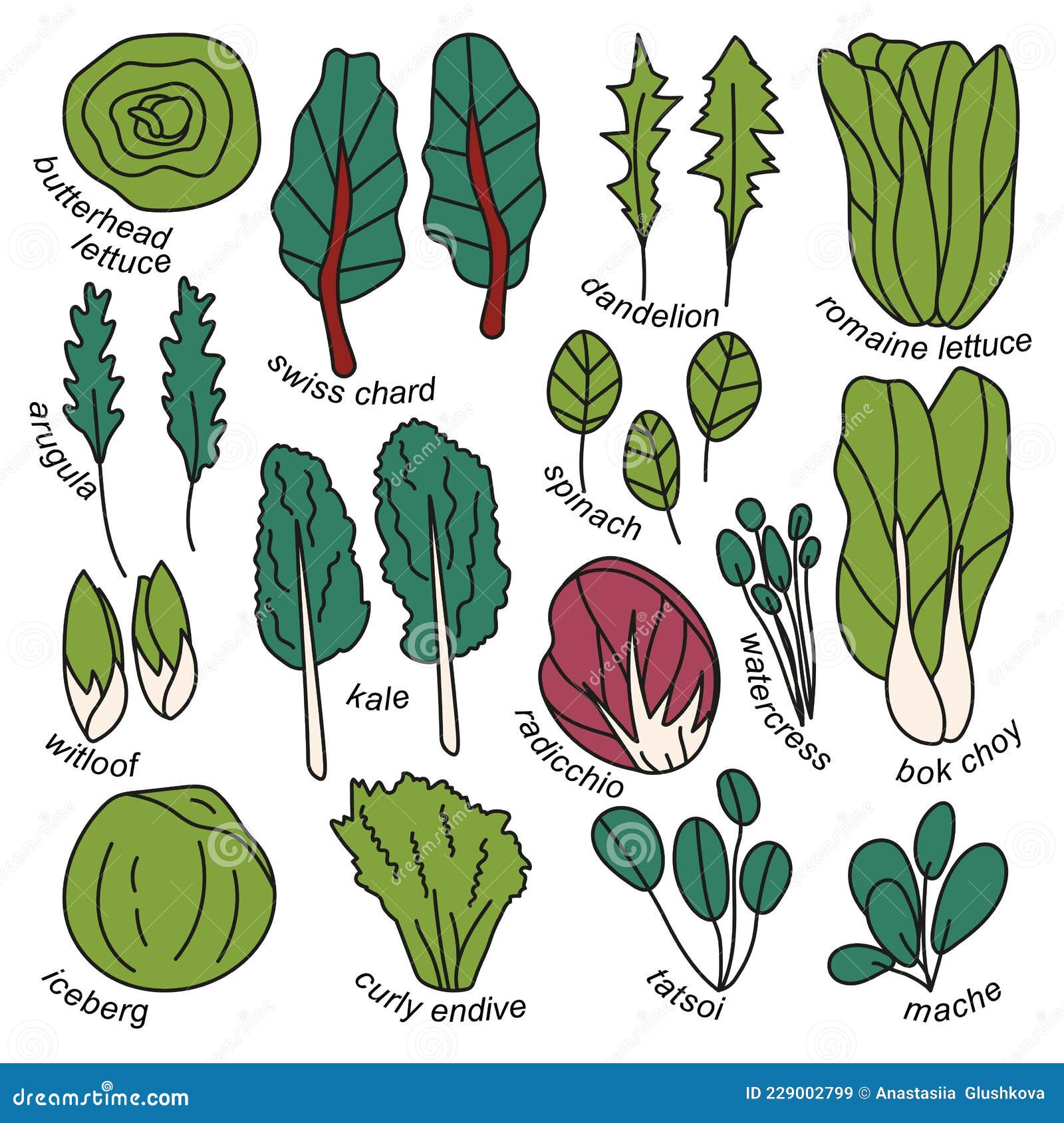 Hand Drawn Set of Different Types of Salad with Titles. Radicchio ...