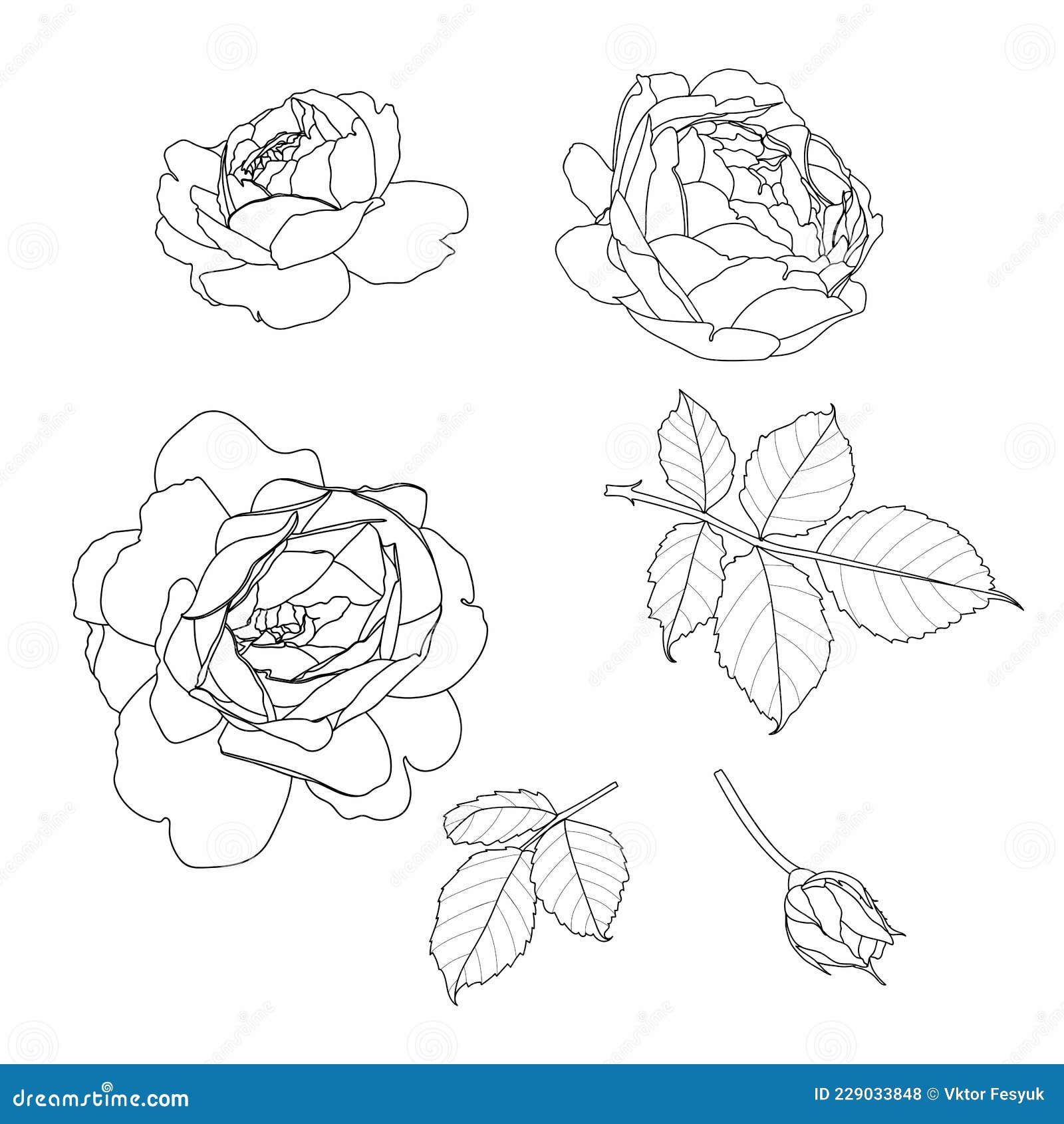 Set of Hand-draw Line Rose Collection. Flower and Leaf Illustration ...