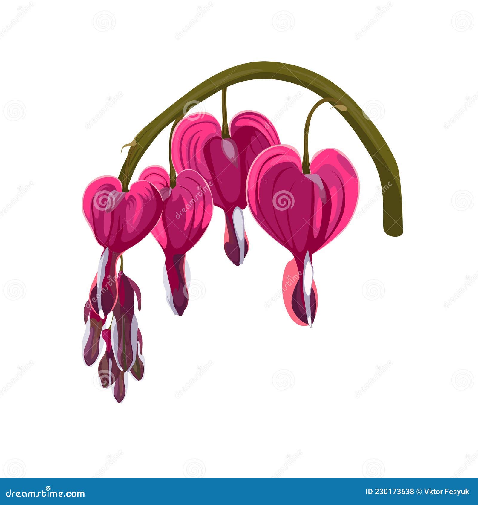 Close Up of Bleeding Heart Flower, Also Known As Lyre Flower. Flower ...