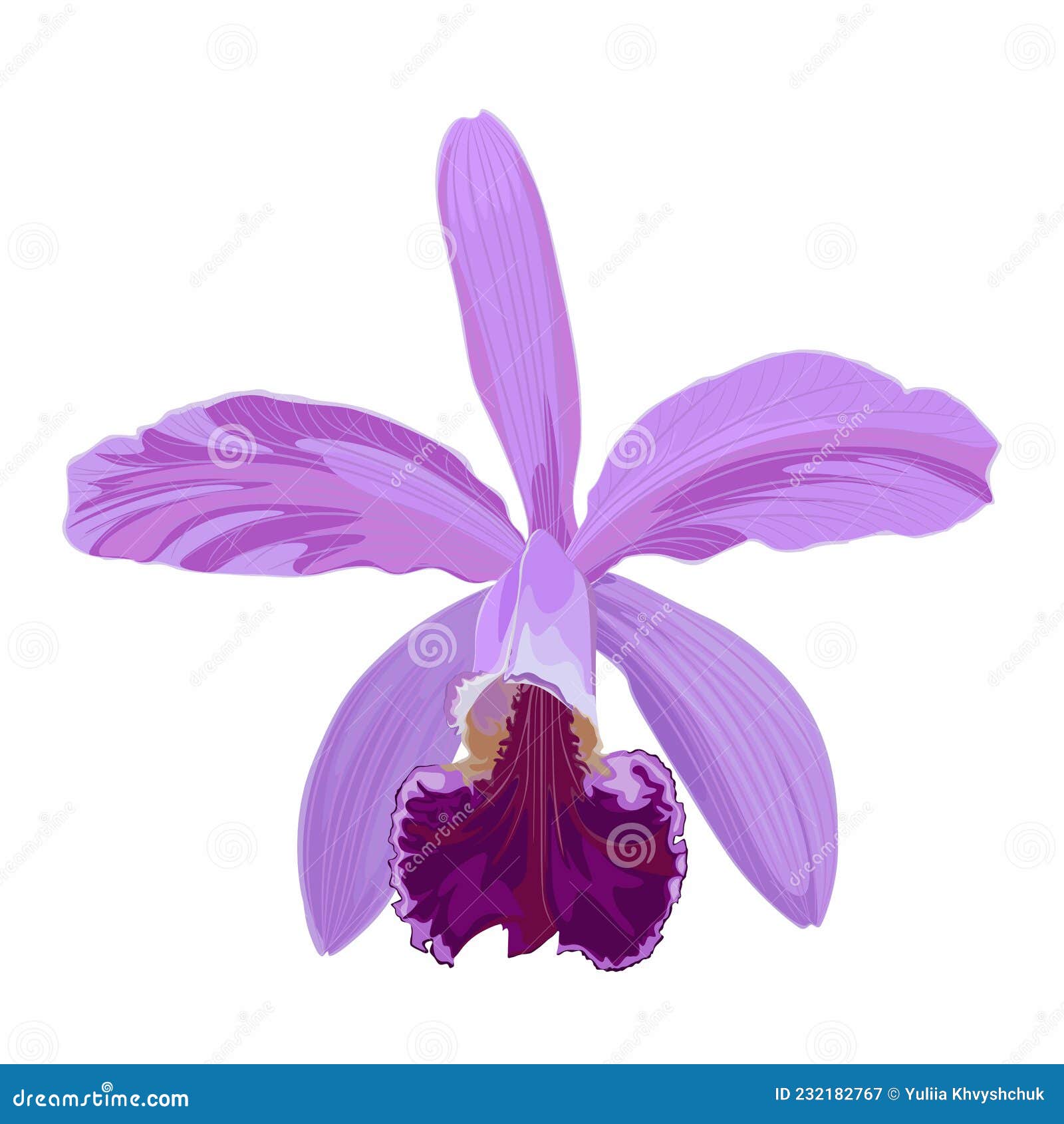 Violet Pink Cattleya Orchid Flower, Isolated on White Background. Stock ...