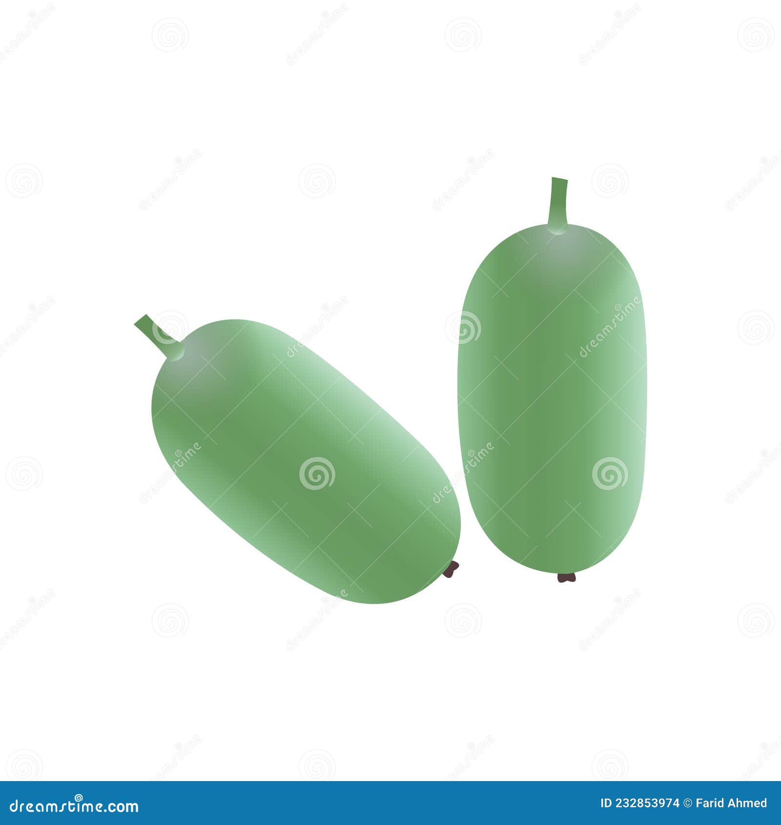 Wax Gourd or Chalkumra Realistic Vector Illustration Stock Vector ...