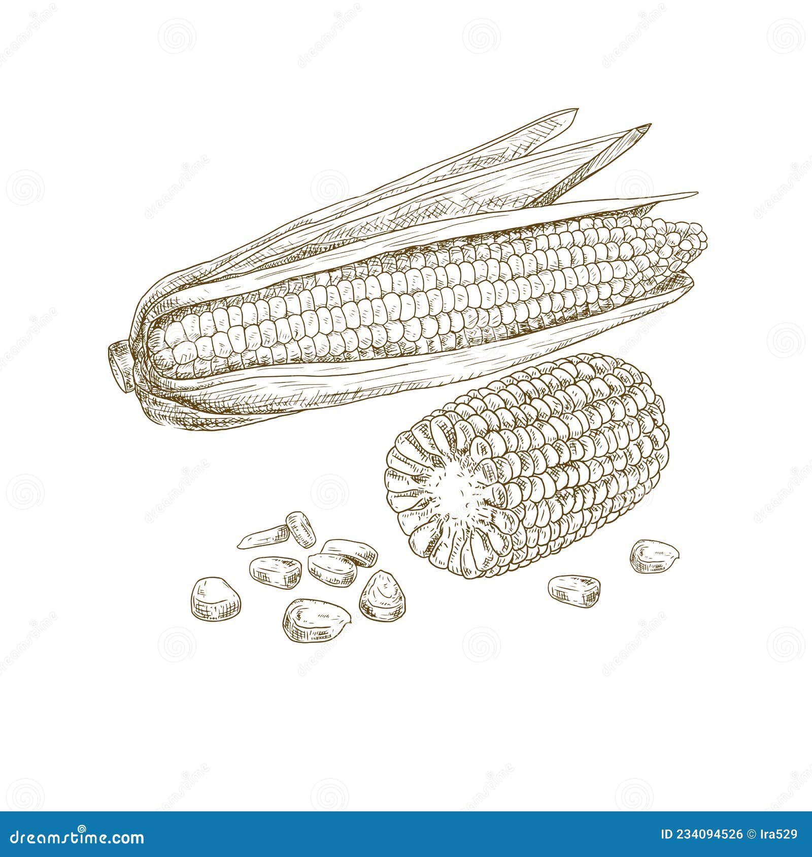 Hand Drawn Corn Isolated on White Background. Sketches with Corn Cob ...