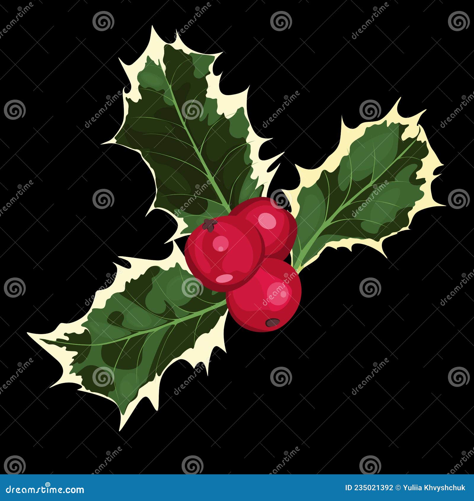Ilex Branches with Leaves and Berries. Illustrations of Holly Branches ...