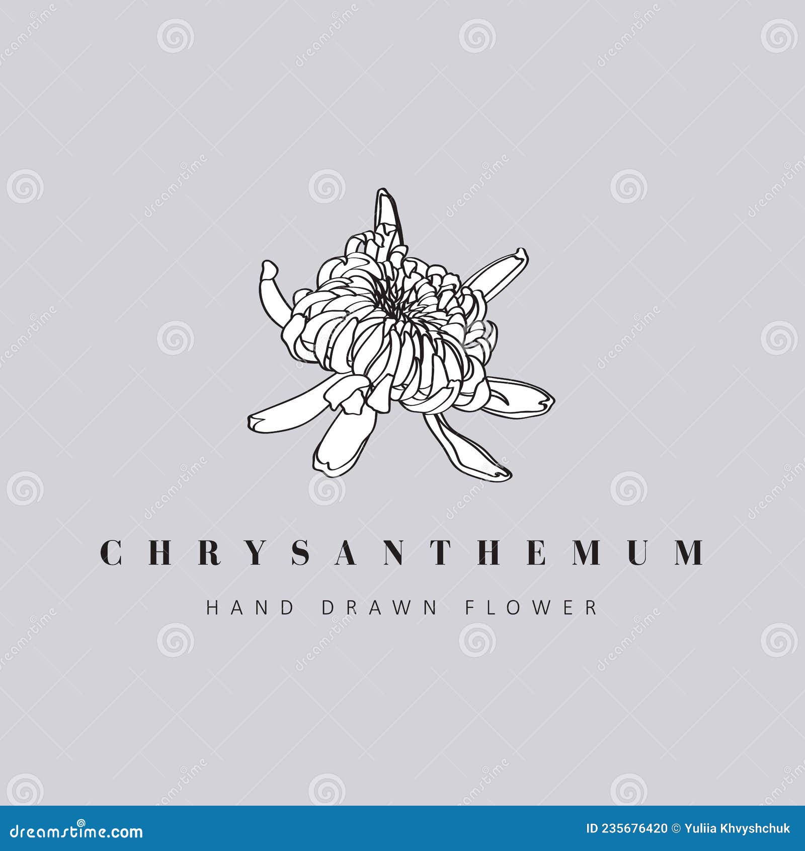 Botanical Rustic Trendy Chrysanthemum Flower Illustration. Floral Logo ...