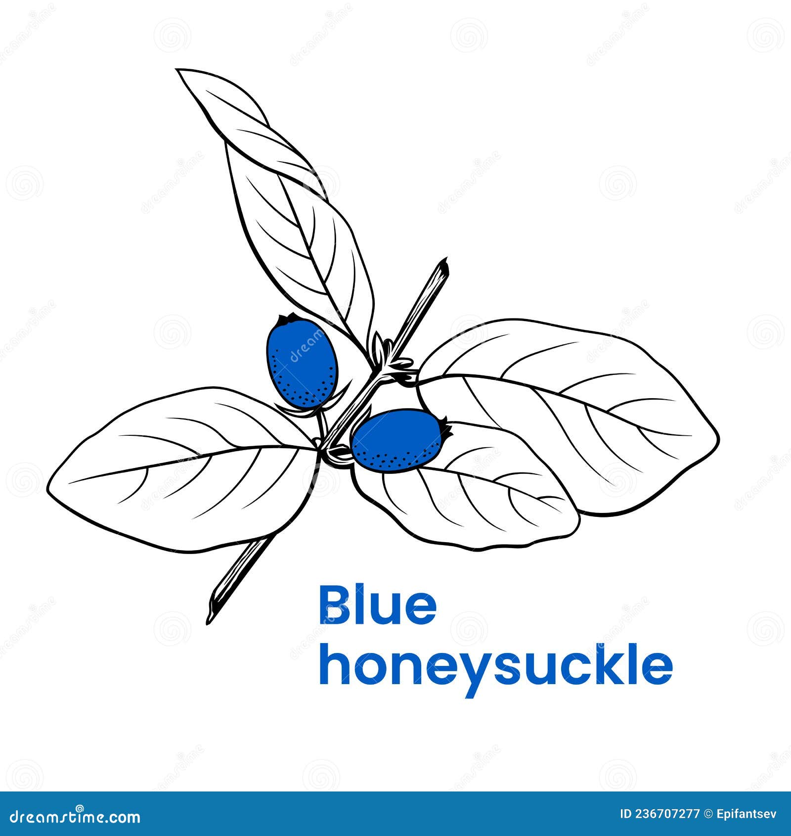 Blue Honeysuckle Logo Template. Hand Drawn Honeysuckle Branch Stock ...