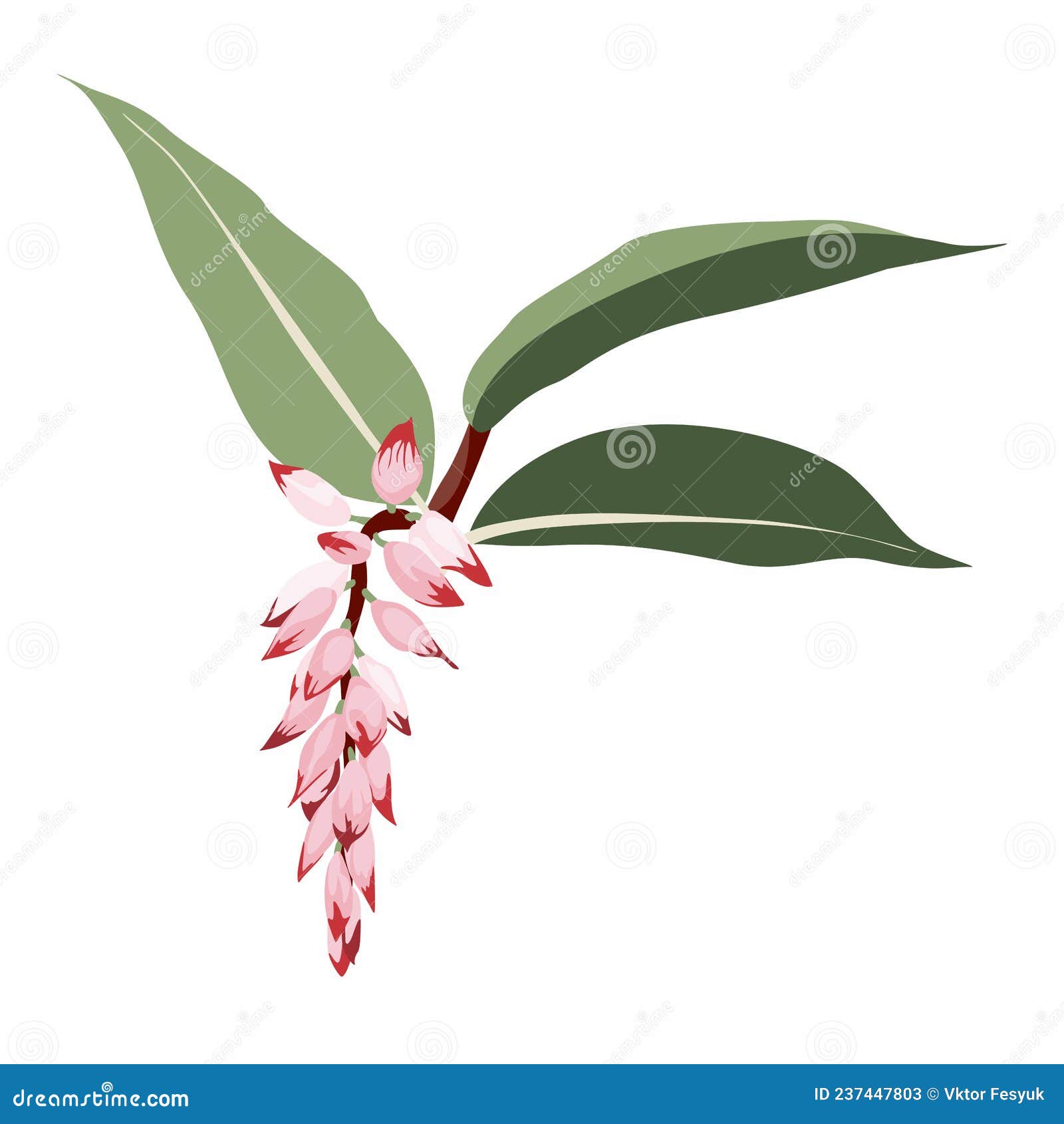 Shell Ginger Leaf Vector Illustration, Isolated On White Background ...