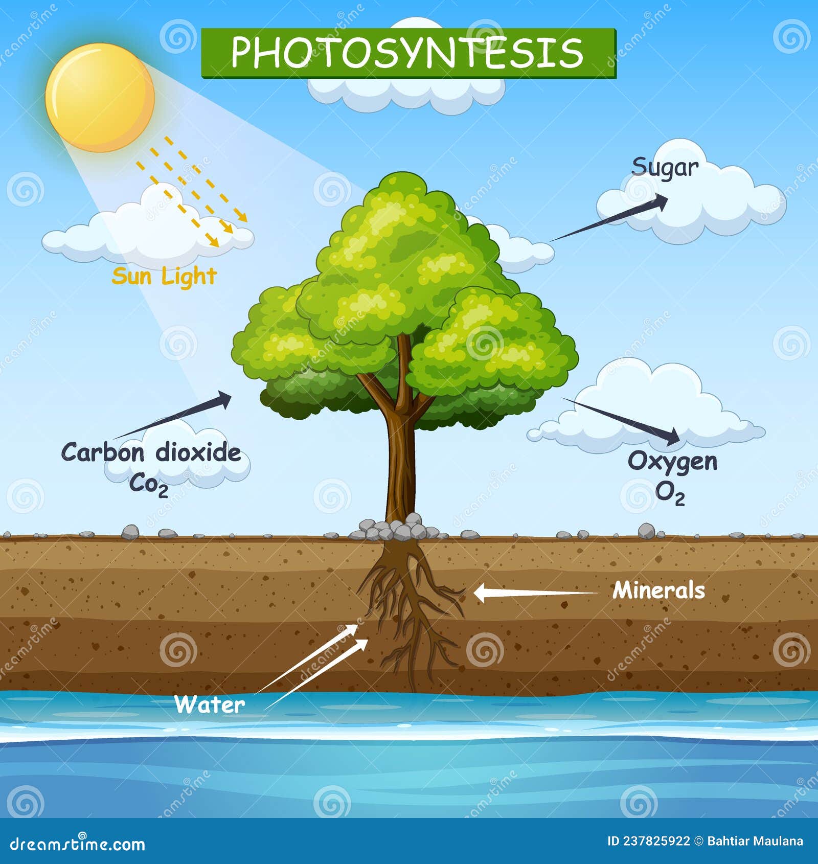 Process Of Photosynthesis In Algae Vector Illustration | CartoonDealer ...
