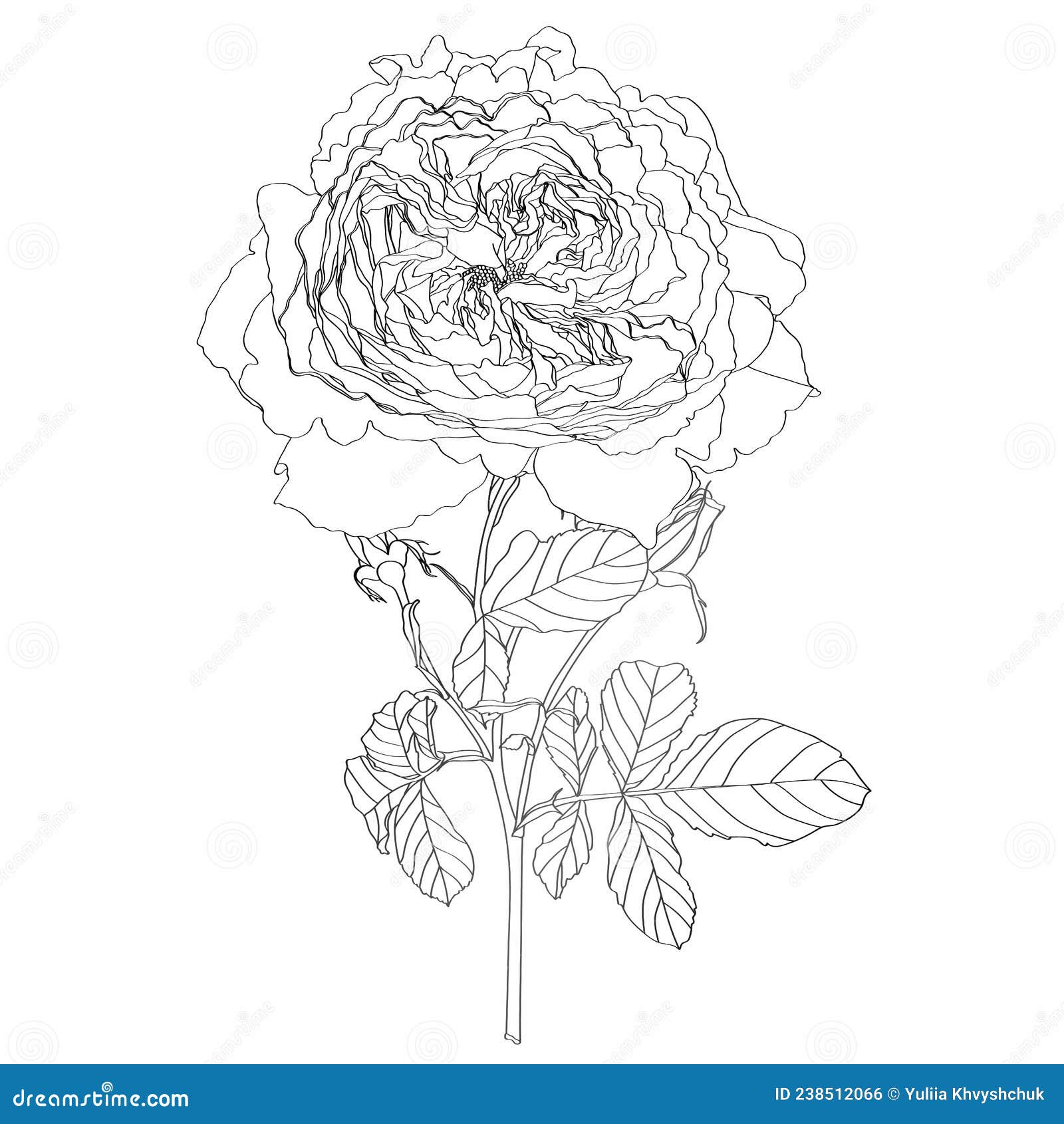 Sketch Floral Botany Branch. Roses Flower with Leaves. Line Art on ...