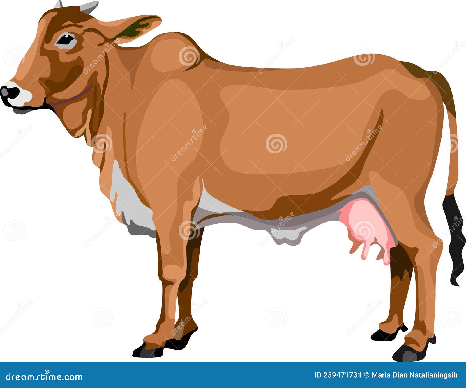 Brahman Cow Farm Mammal Animal Vector Stock Vector - Illustration of ...