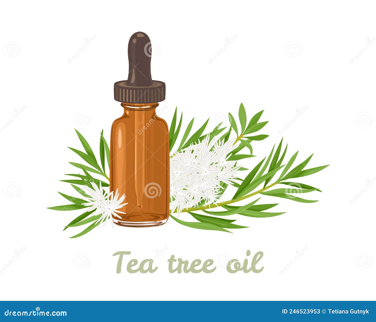 Tea Tree Essential Oil. Amber Glass Dropper Bottle and Melaleuca ...