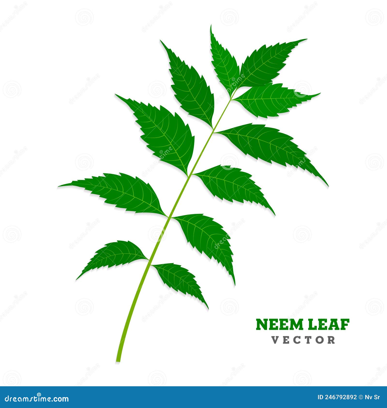 Neem Or Nimtree. Ayurvedic Herb. Isolated Logo Icon. White Silhouette ...