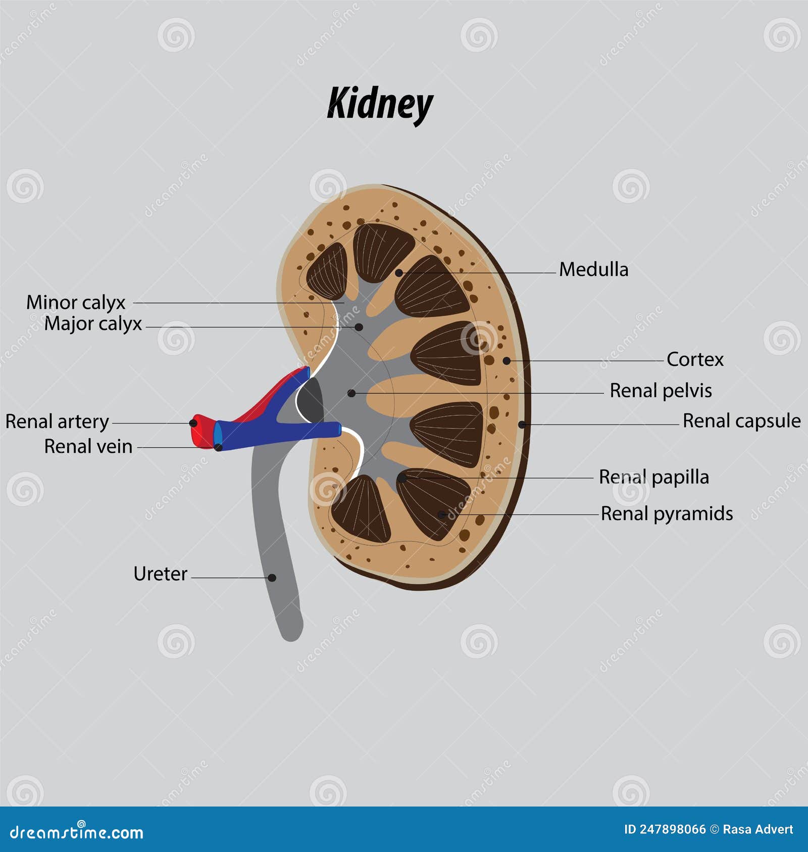 Vector Structure of Kidneys. Anatomy of Kidneys. Main Organ of the ...