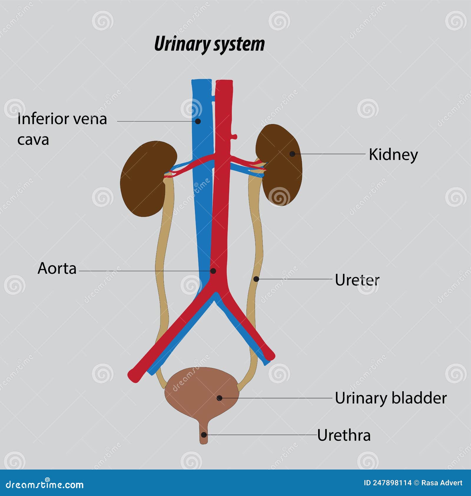 Organization Of The Human Urinary System. Kidney Anatomy. Urinary ...