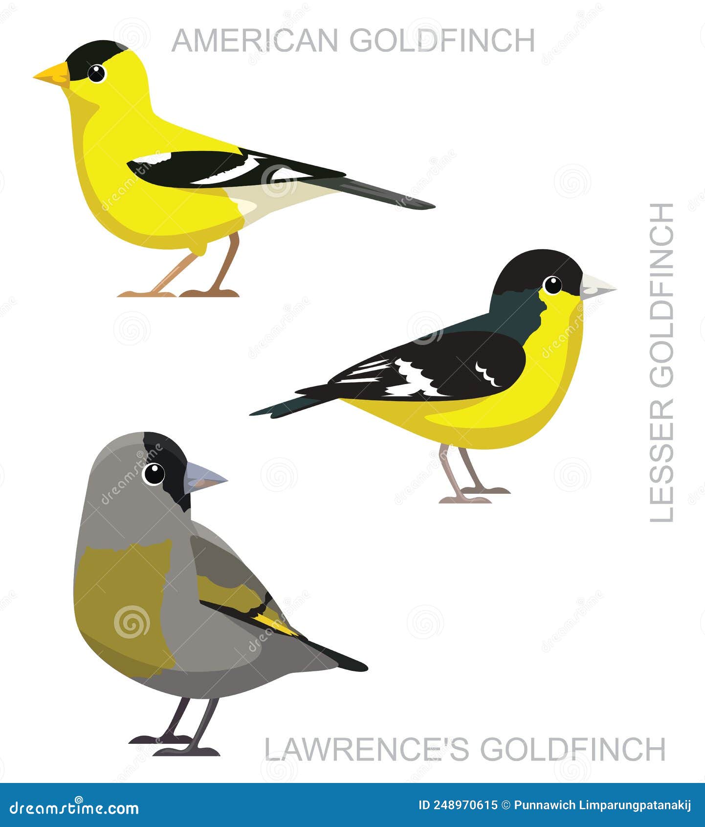 Cute Bird American Goldfinch Set Cartoon Vector Stock Vector ...