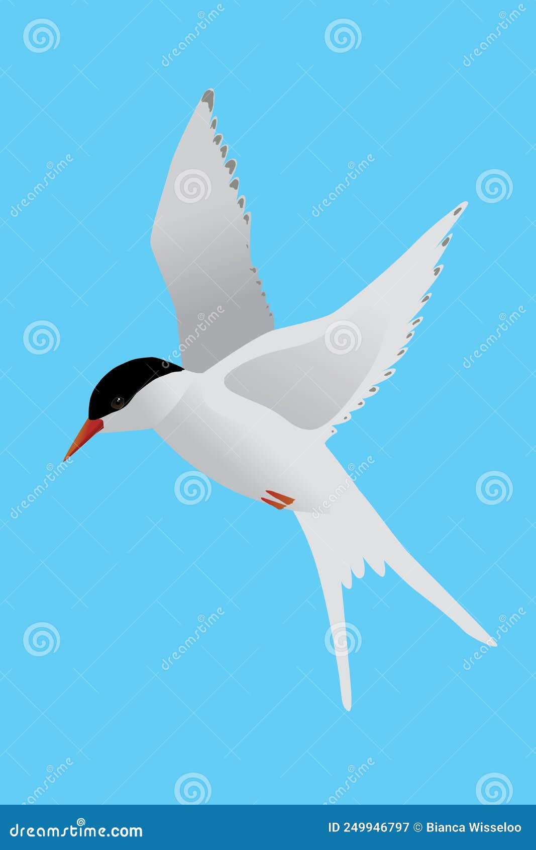 A Flying Arctic Tern on a Blue Background Stock Vector - Illustration ...