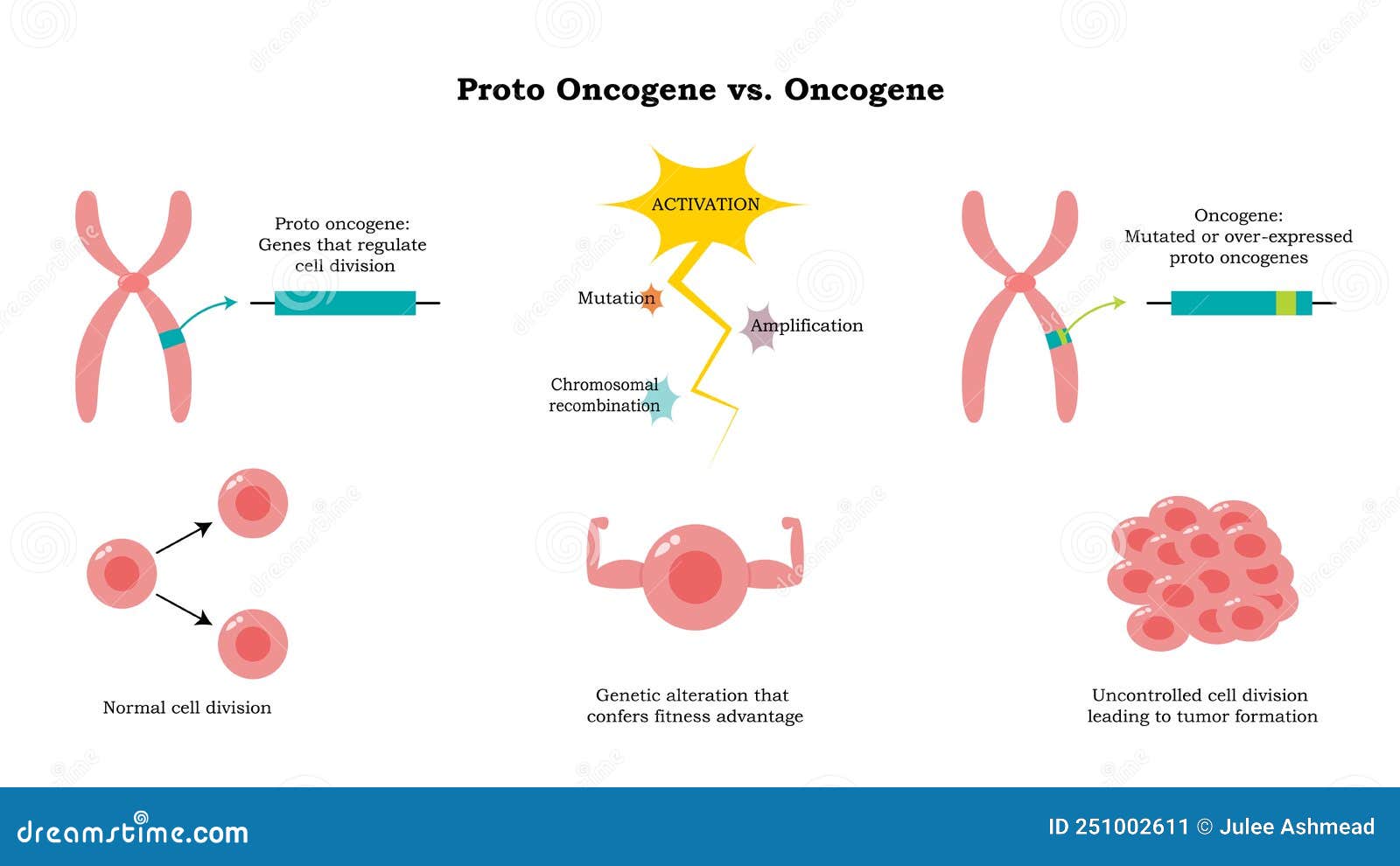 Proto Oncogenes Vs Oncogene Vector Illustration Diagram | CartoonDealer ...