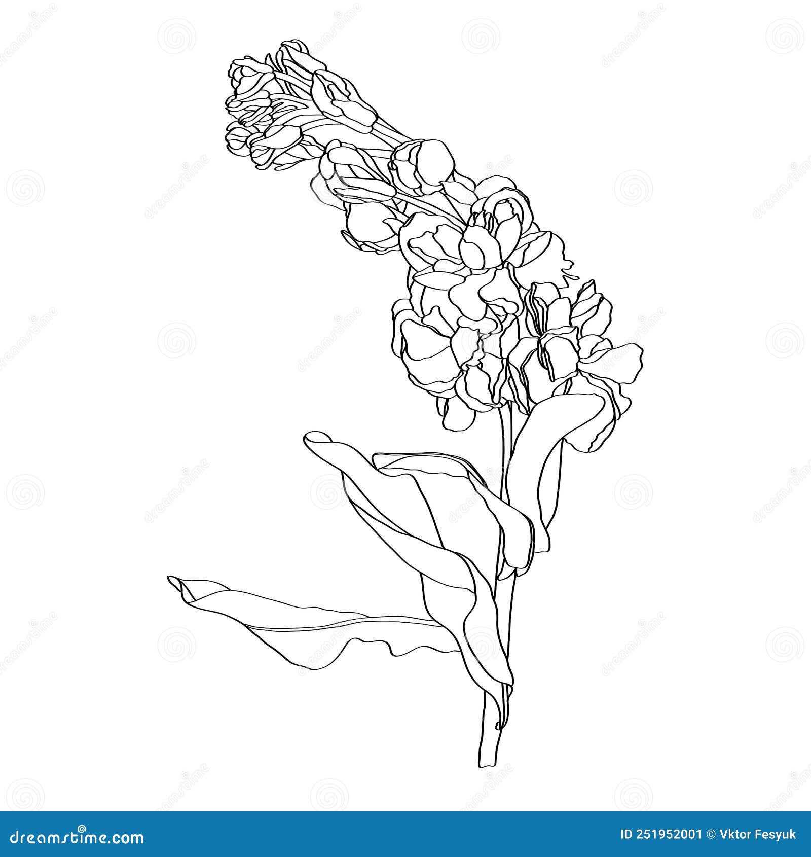 Matthiola Incanaline Illustration. Illustration of Gillyflower. Hand ...