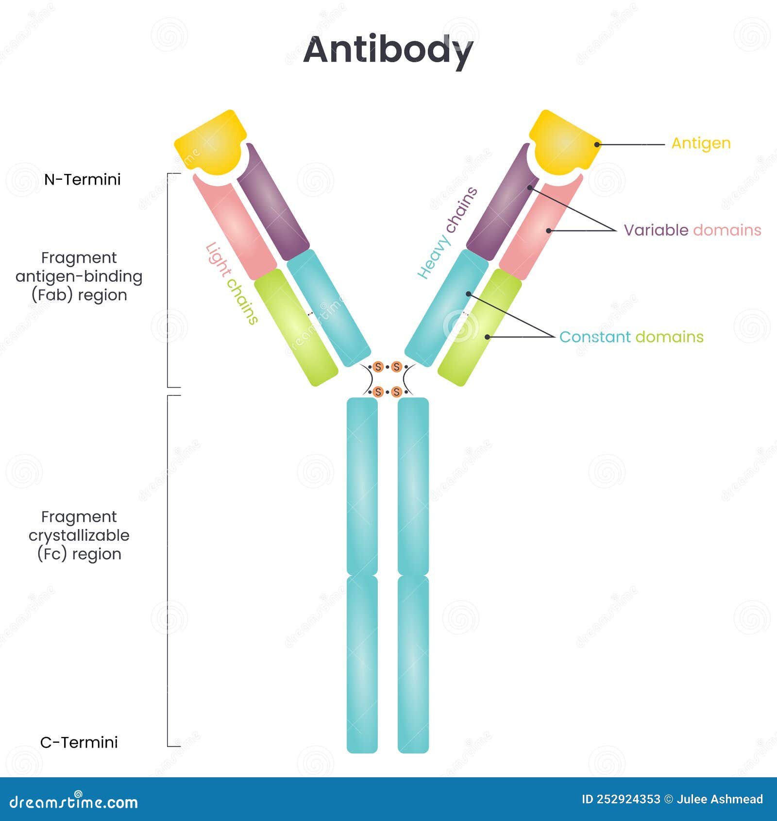 Antibody Structure Vector Diagram Stock Vector - Illustration of ...