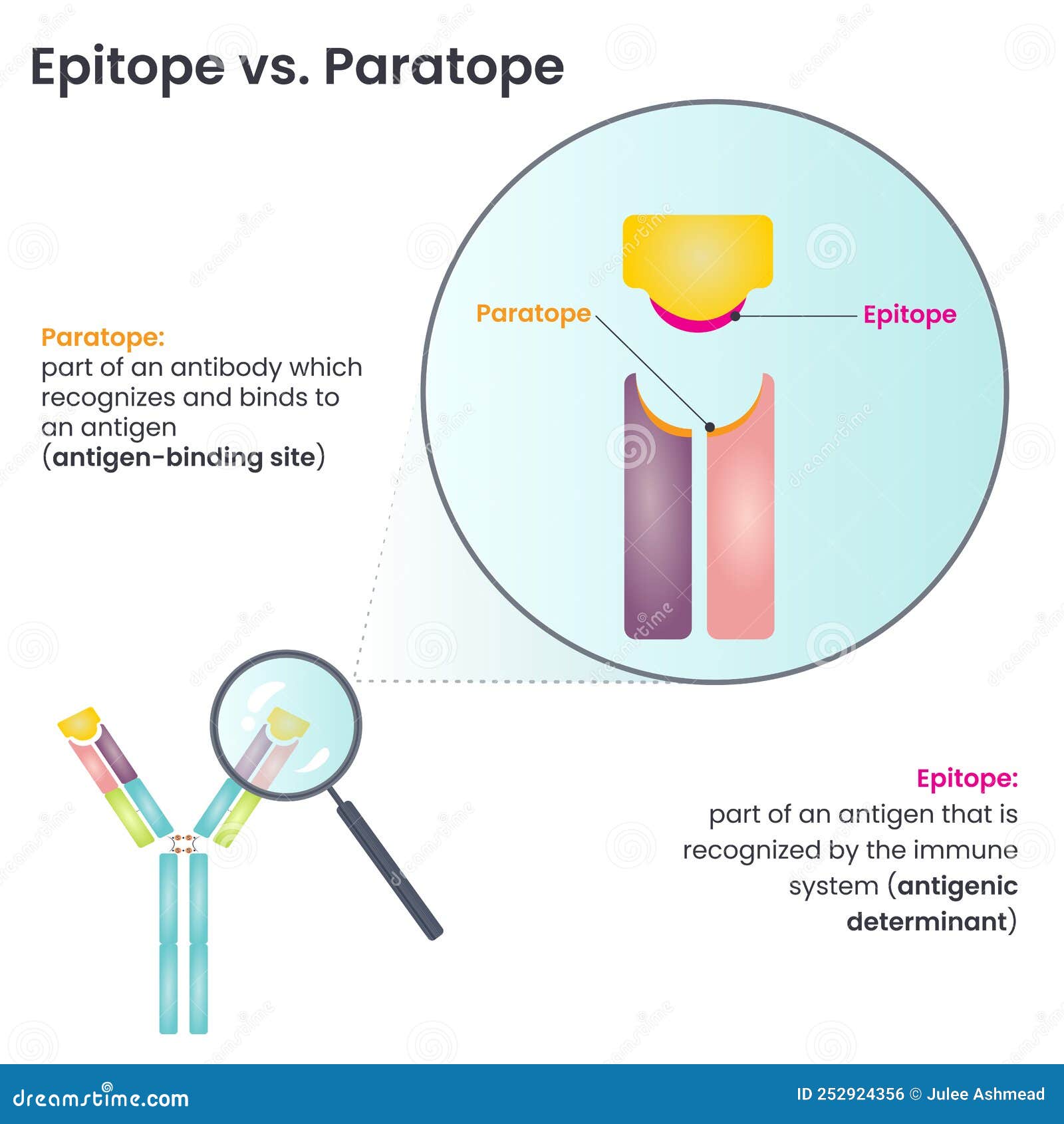 Epitope Versus Paratope Vector Diagram Stock Vector - Illustration of ...