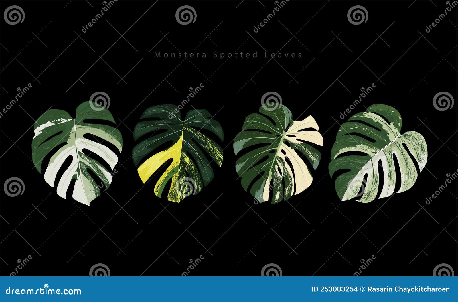 Hand Drawn Spotted Montera Leaves for Background. Stock Vector ...