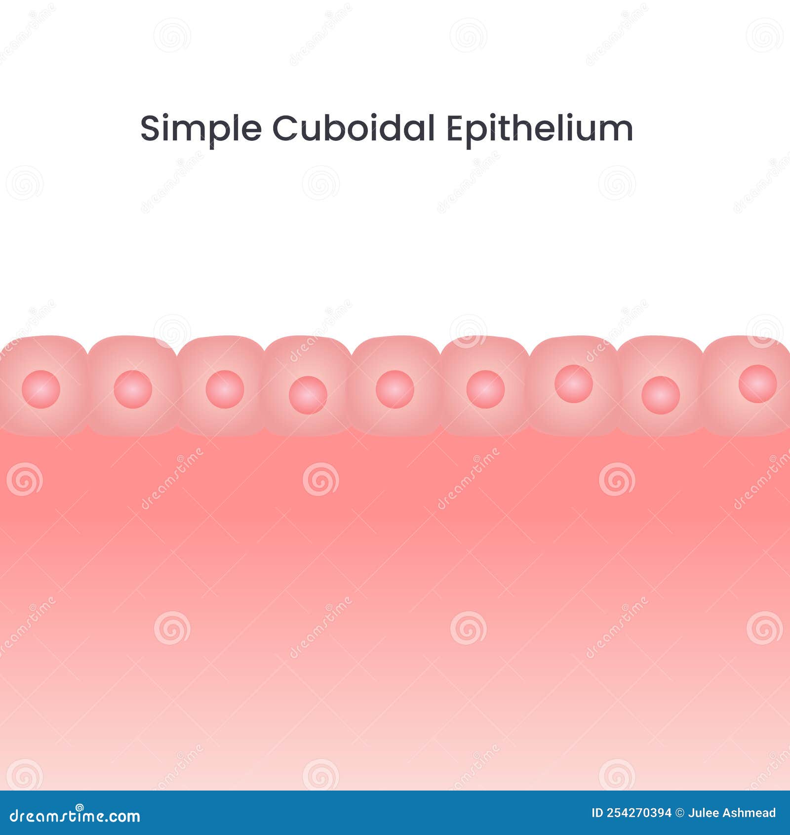 Simple Cuboidal Epithelium Royalty-Free Cartoon | CartoonDealer.com ...