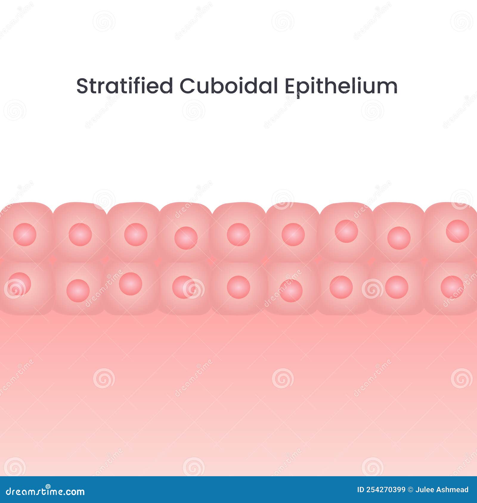 Stratified Cuboidal Epithelium Diagram