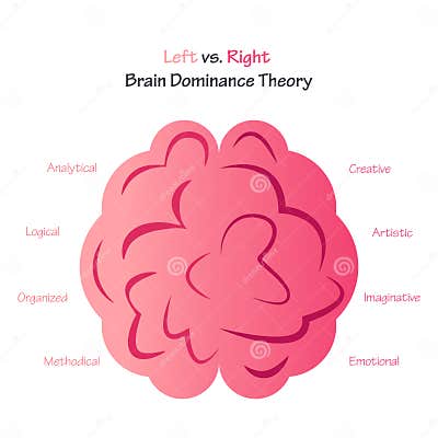 Left Versus Right Brain Dominance Theory Stock Vector - Illustration of ...