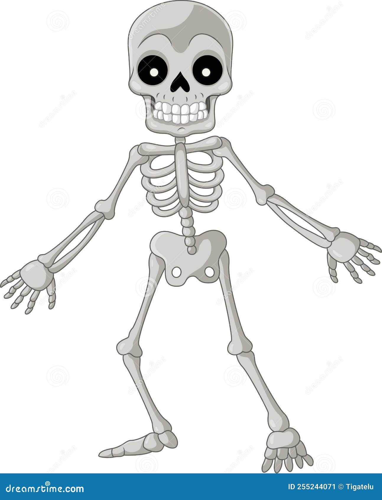 Funny Skeleton Flexing Arm Muscles, Human Skeleton Isolated On White ...