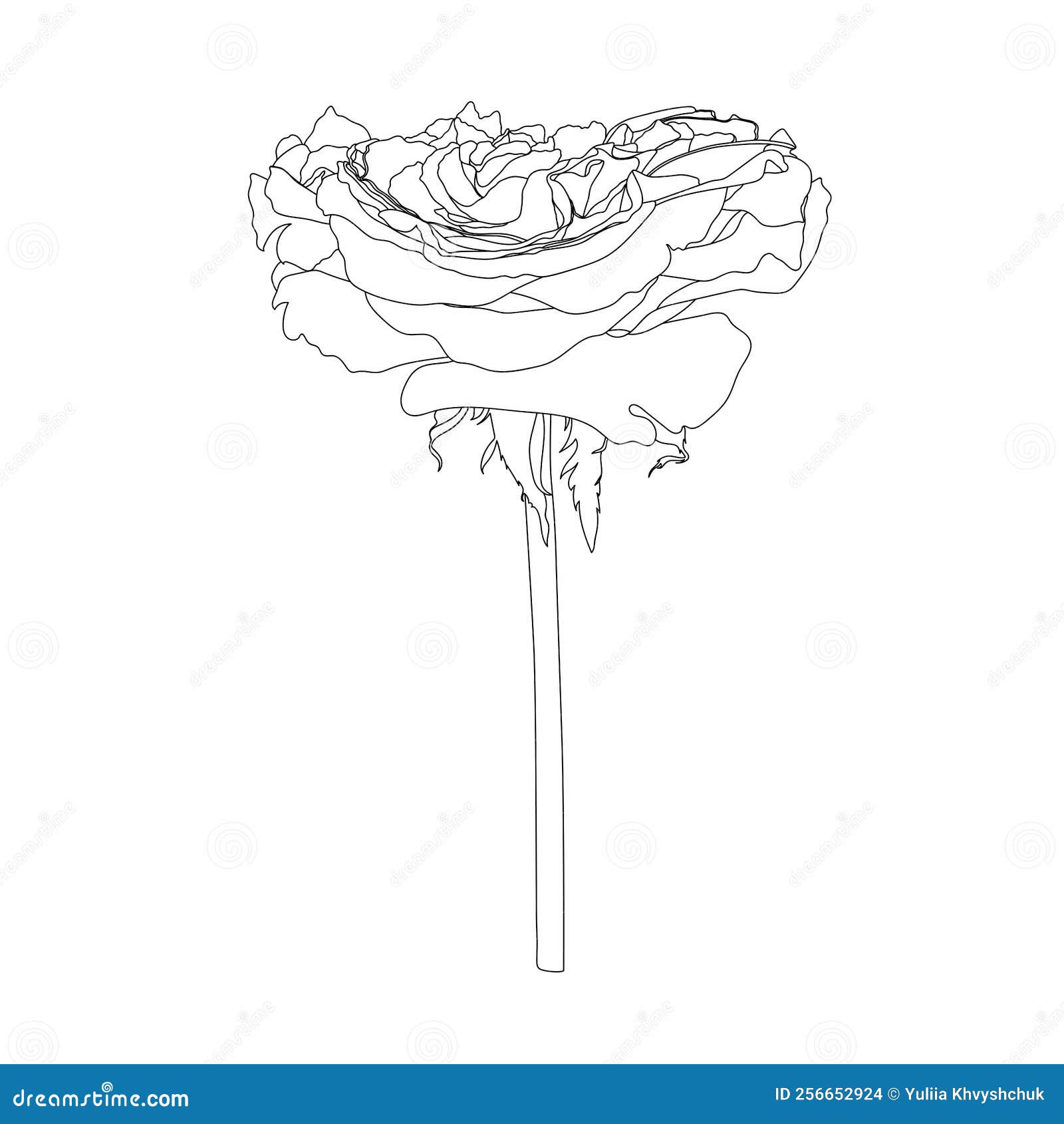 Sketch Floral Botany Branch. Roses Flower with Leaves. Line Art on ...