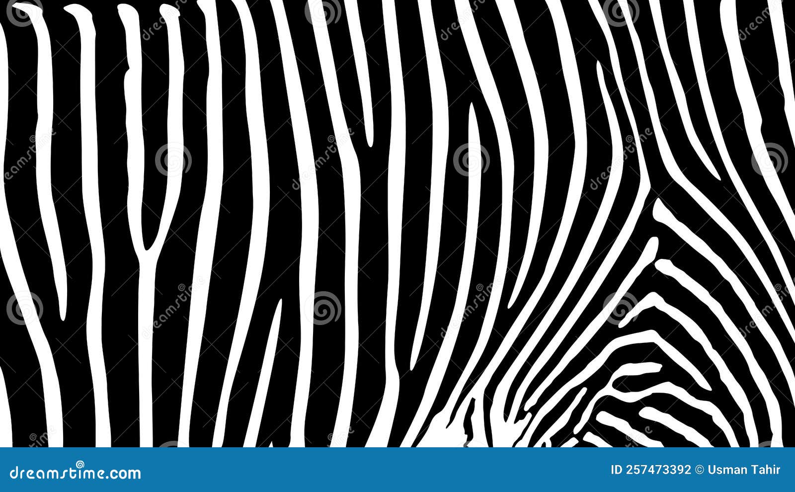 Zebra Texture, Zebra Stripes, Background Stock Vector - Illustration of ...