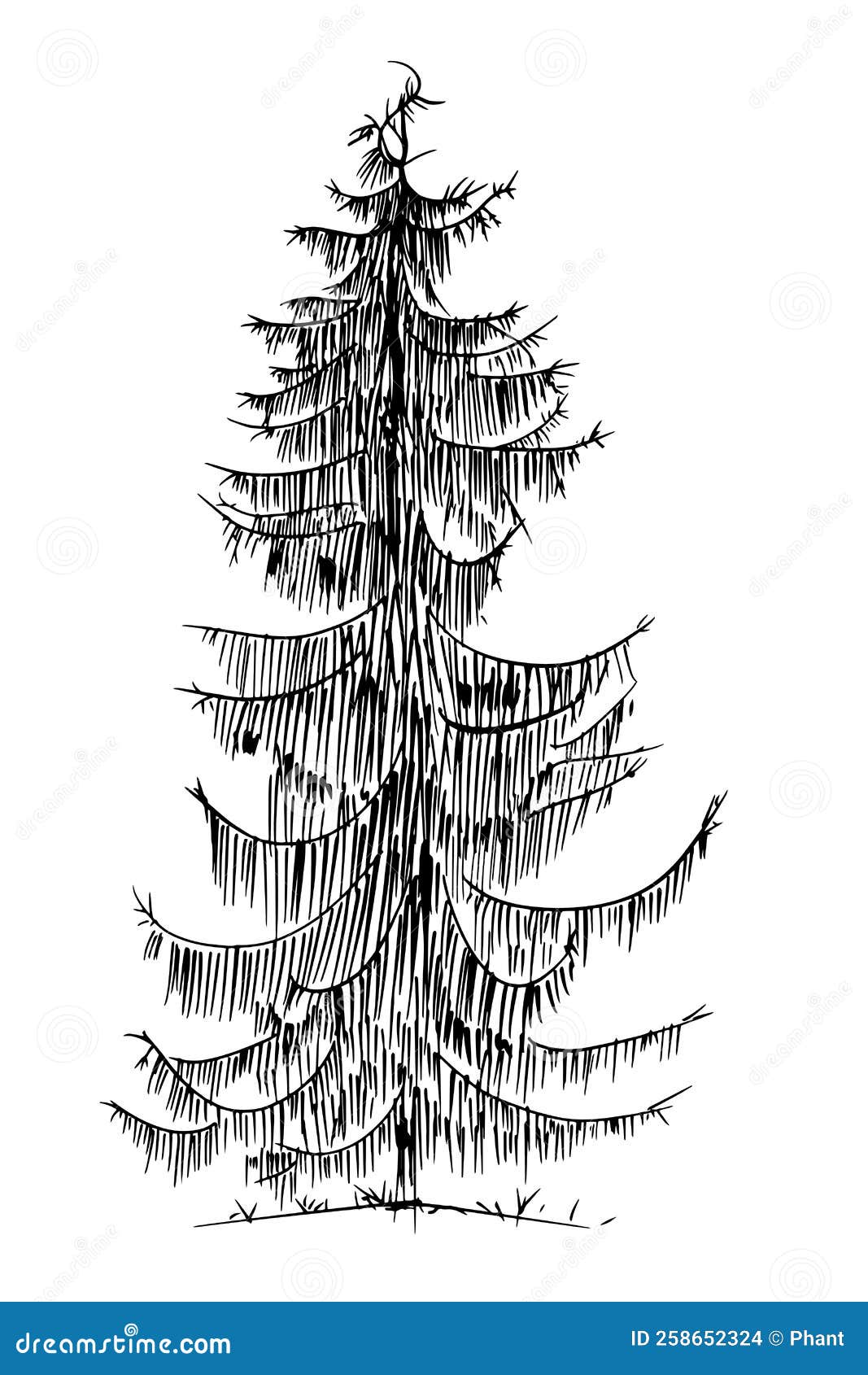 The Tree - European Larch (Larix Decidua). Twigs, Buds, Needles ...