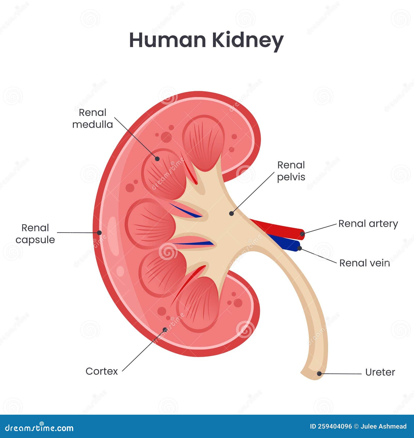 Human Kidneys Scientific Vector Illustration Graphic Diagram Stock ...