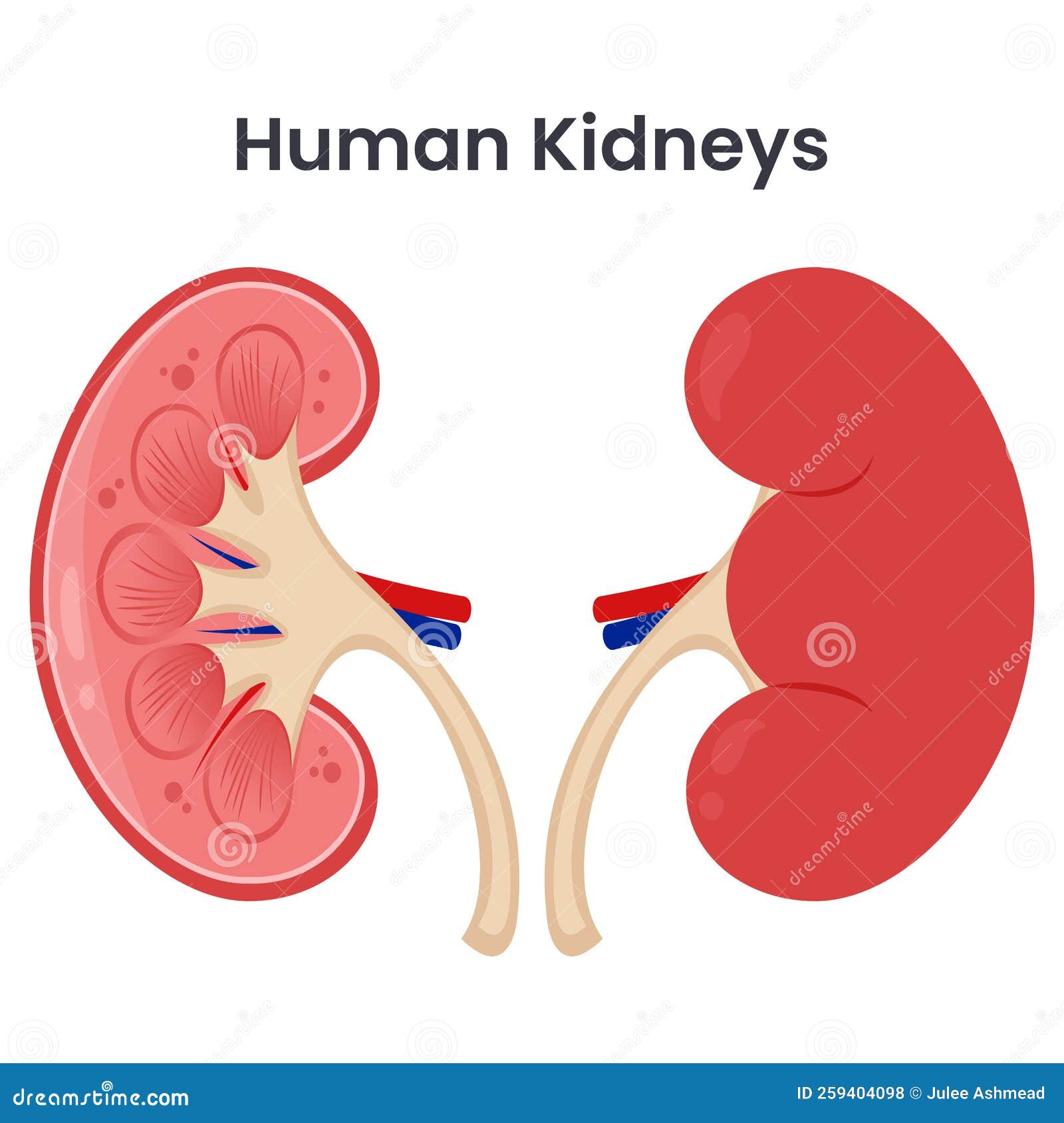 Human Kidneys Scientific Vector Illustration Graphic Diagram ...
