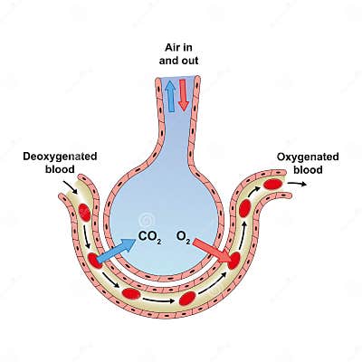 Alveoli Structure and Function Stock Vector - Illustration of artery ...