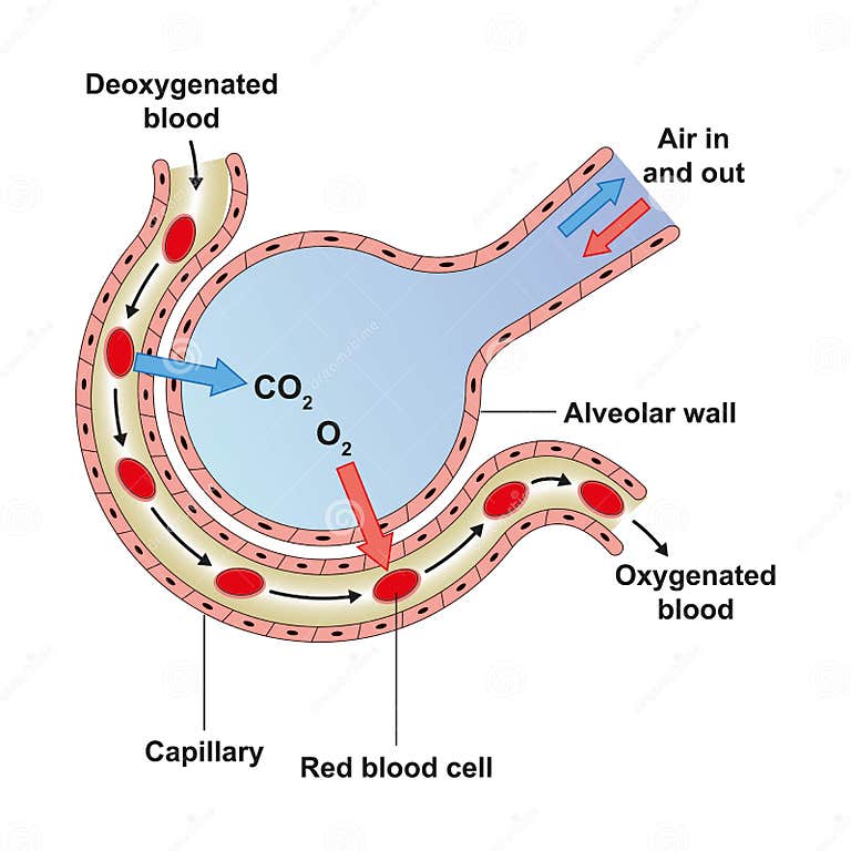 Alveoli Structure and Function Stock Vector - Illustration of anatomy ...