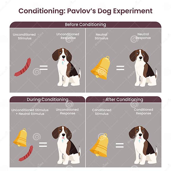 Classic Conditioning Pavlov S Dog Experiment Vector Illustration ...