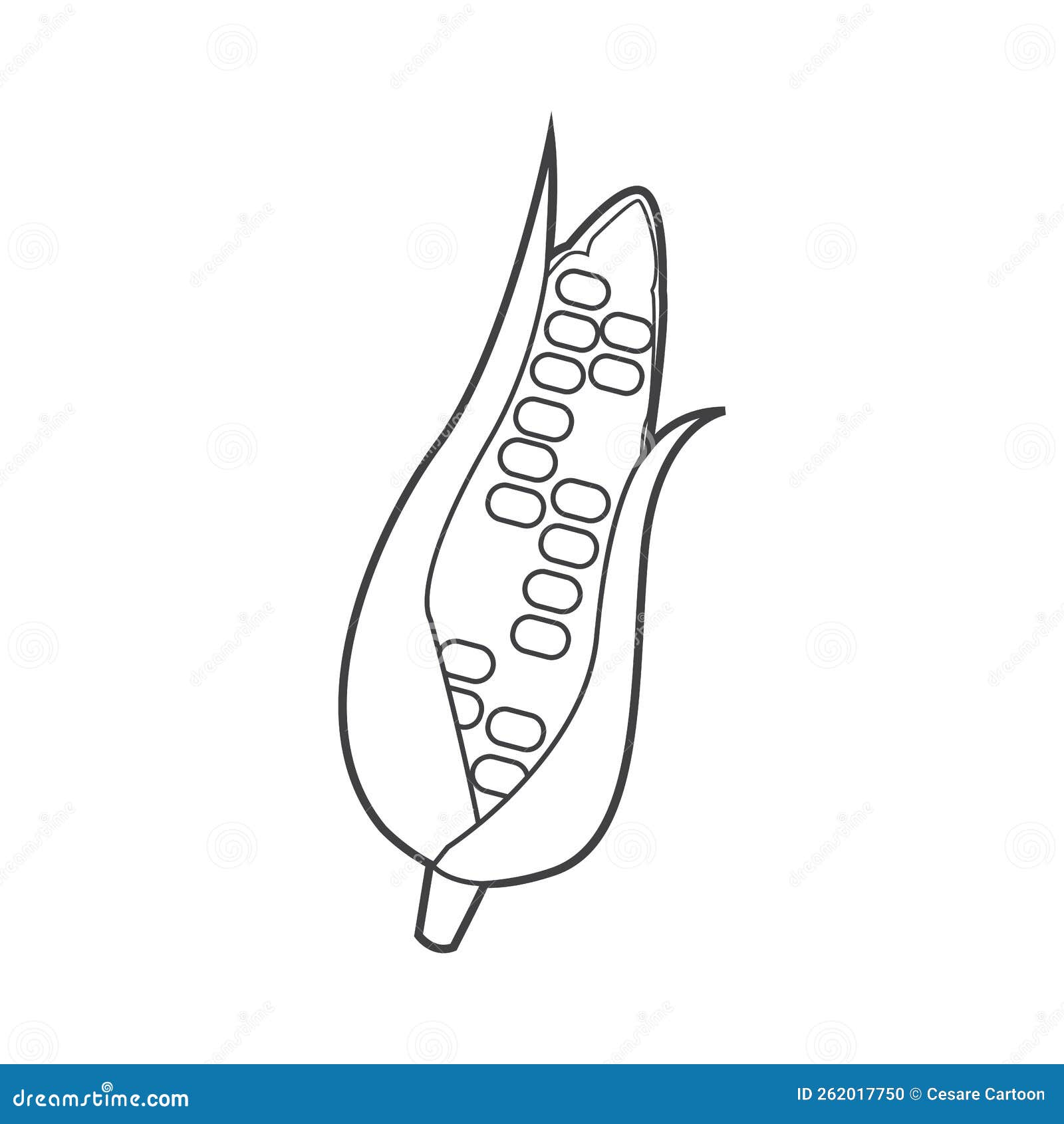 Thin line corn stock vector. Illustration of vector - 262017750