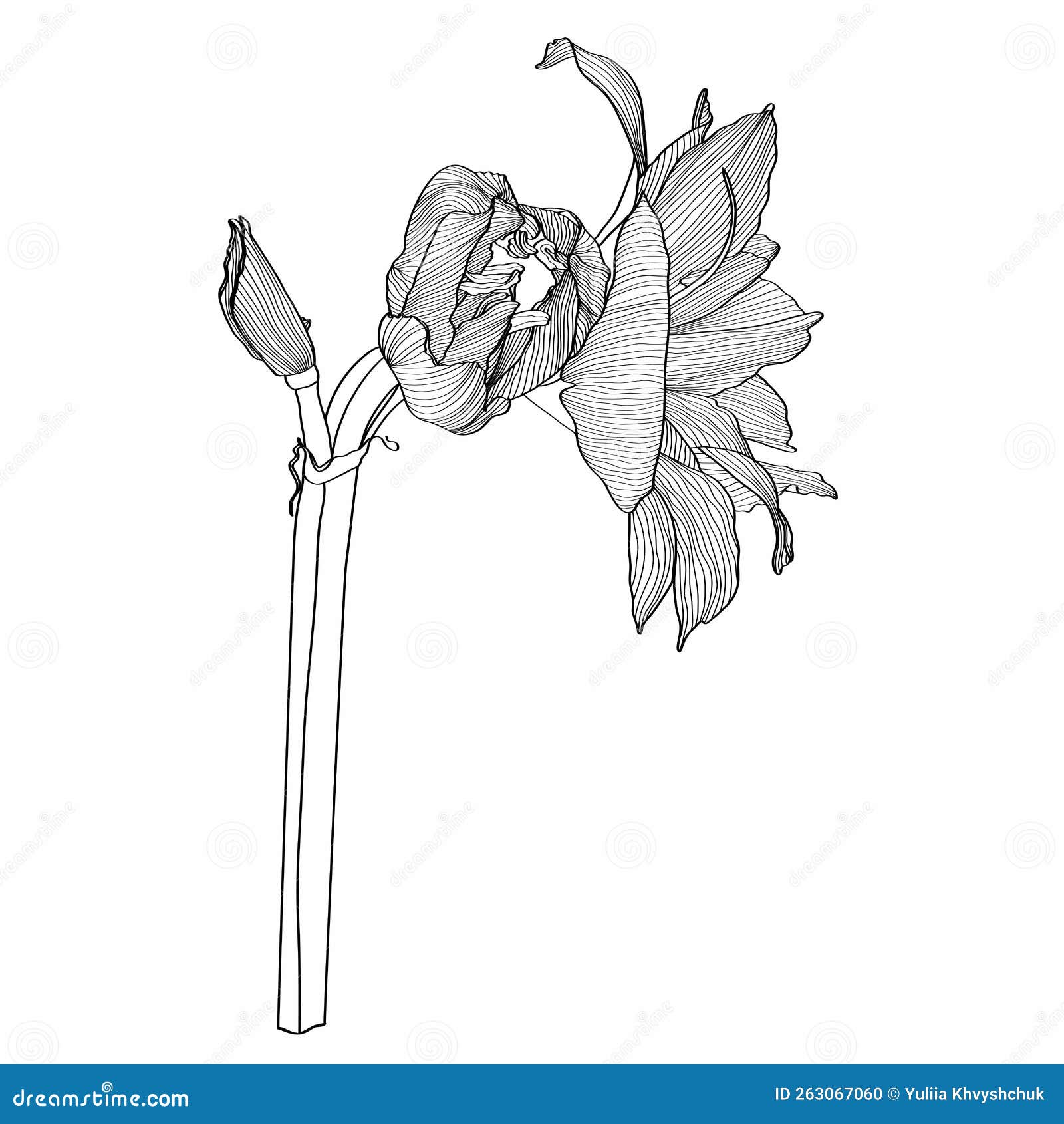 Decorative Clivia Amaryllis Line Flowers, Design Elements. Stock ...