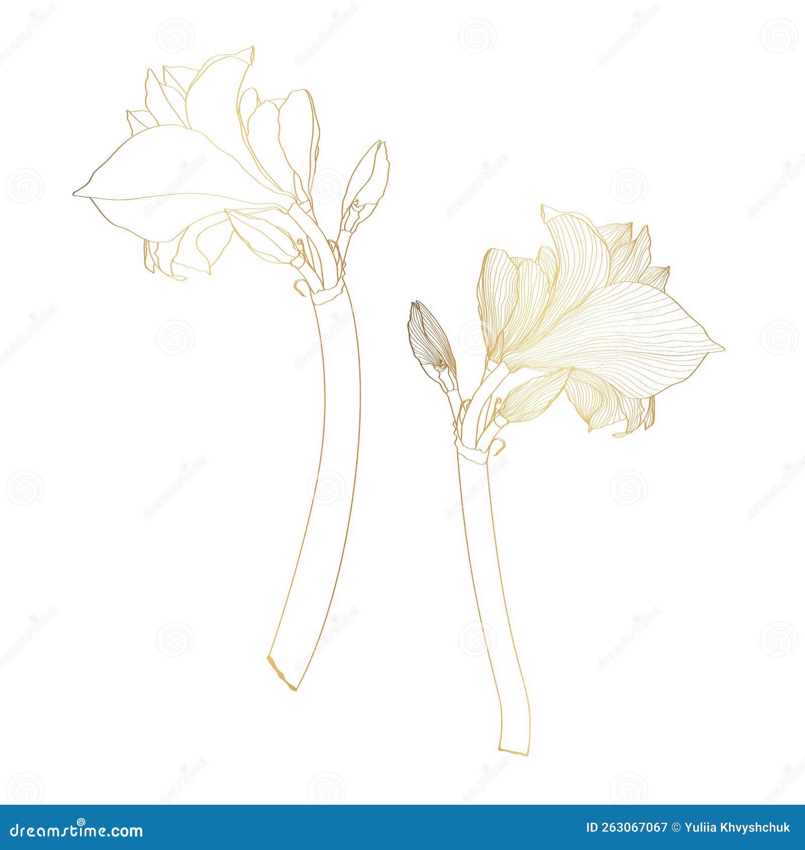 Decorative Line Golden Clivia Amaryllis Branch Flowers Set, Design ...